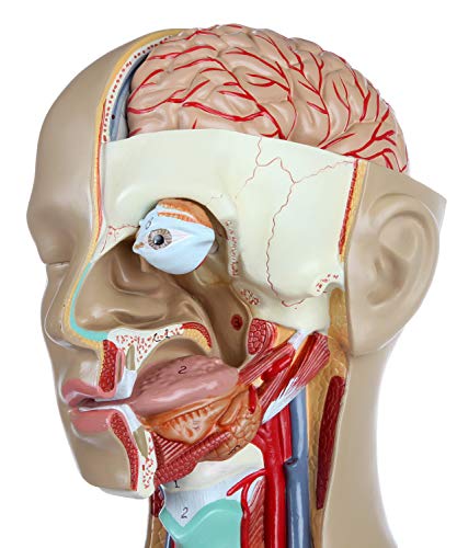 Axis Scientific 18-Part Premium Unisex Human Torso Model | Detailed Life-Size Human Body Model has 18 Removable Human Organs | Includes Detailed Product Manual