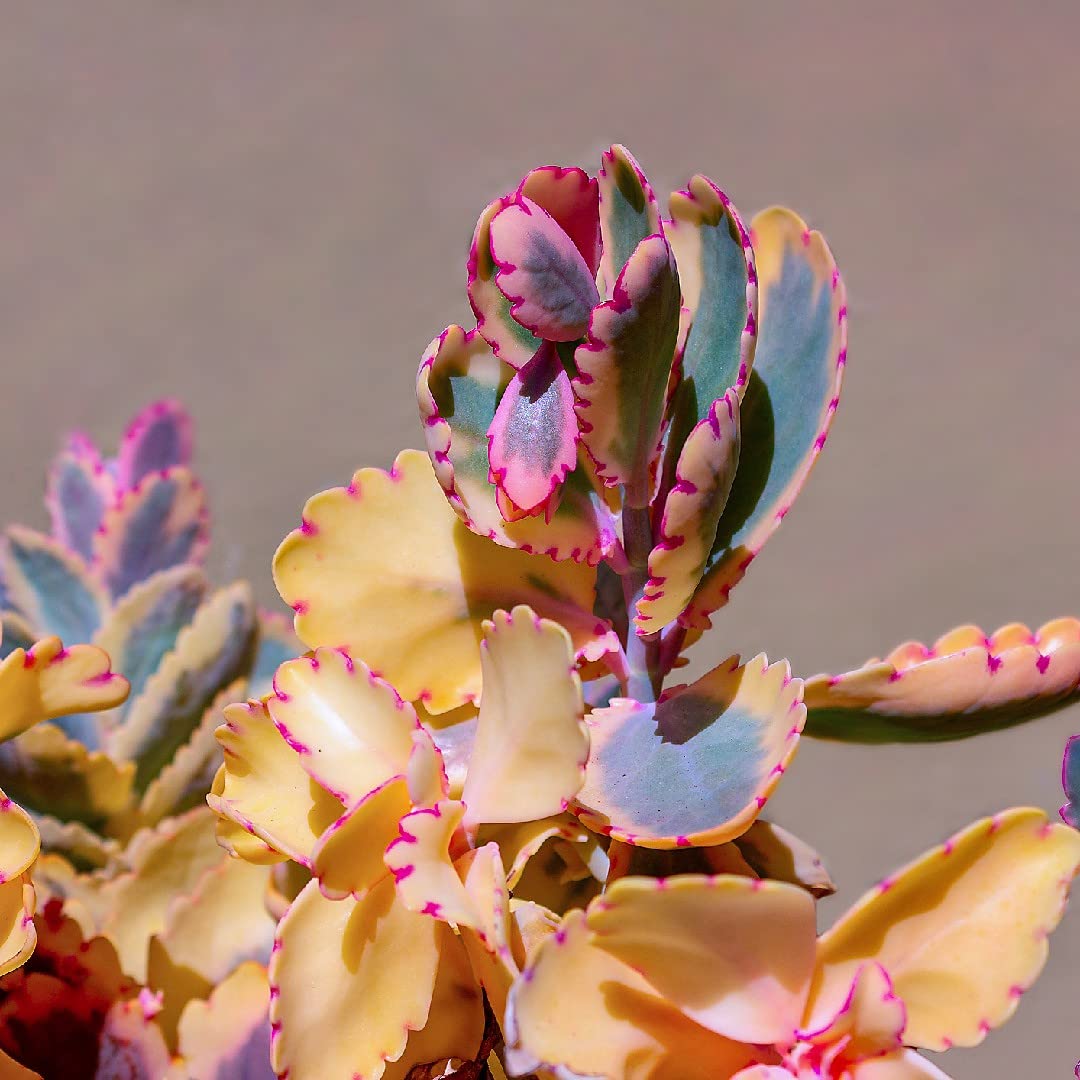 2 Hardy Lavender Kalanchoe Plants Live Succulent Plants Butterfly Bareroots to Grow Indoor 2 Inc