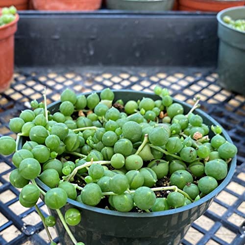 4" String of Pearls, Live Trailing Succulent Fully Rooted in Pots with Soil Mix, Rare House Plant for Home Office Wedding Hanging Decoration, DIY Projects, Party Favor Gift