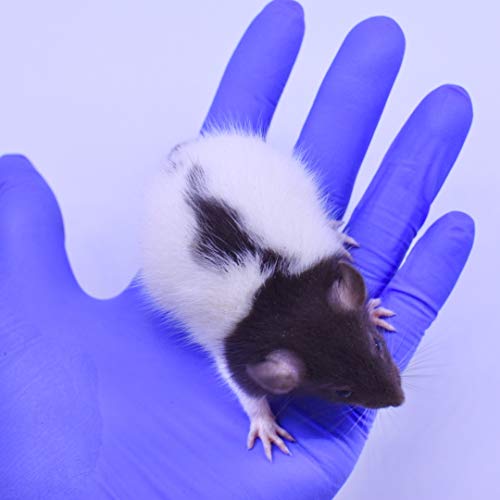 MiceDirect 20 Small Rats: Fresh Fast Frozen Food for Corn Snakes, Ball Pythons, Lizards