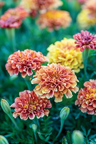 Burpee Strawberry Blonde Marigold Seeds 50 seeds