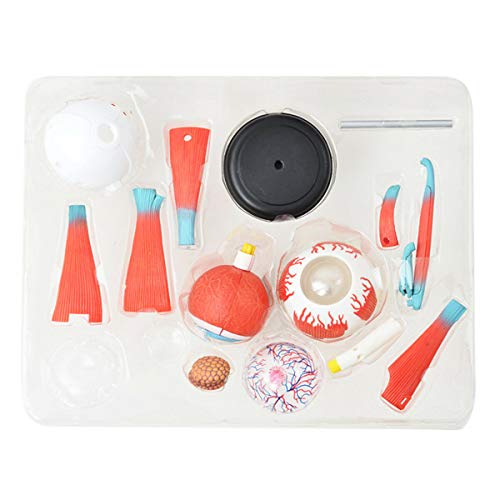 OUBO 4D Anatomical Human Eyes Structural Model Anatomy Medical Teaching School