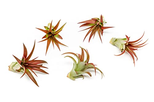 5 Pack Air Plants Red Abdita Tillandsia - Medium Air Plants Live Variety Pack - Live Succulent House Plants - Home Holders and Garden Decor - Easy Care Indoor and Outdoor Air Plant