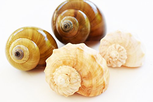 4 Large Shell Hermit Crab Changing Set - Select Shells - Large 1 1/4"-1 3/4"+ Opening - Land Snail and Conch Shells