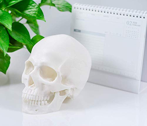 Thuepak Human Bones Skull Anatomy Model Resin Life Size Skeleton Heads Replica for Science Education Gift Decoration Halloween Christmas