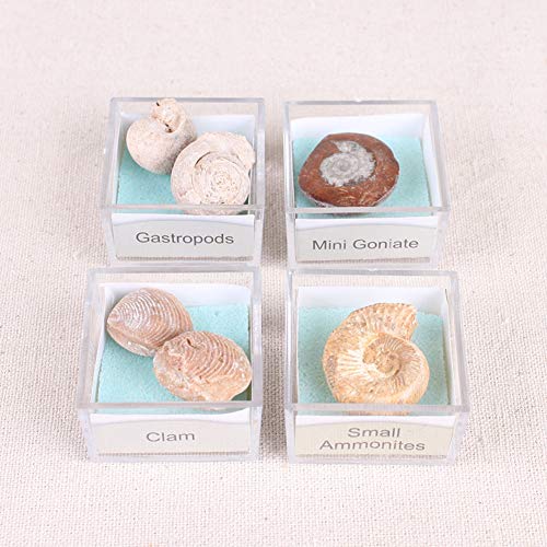 Transparent Specimen Box,Protolith Specimen Ammonite Shark Teeth Gastropod Coral Fossils Stone Collection - Random Style