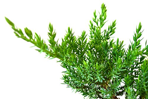 9Greenbox Juniper Procumbens Nana Bonsai Starter Plant,3 Pound (Pack of 3)