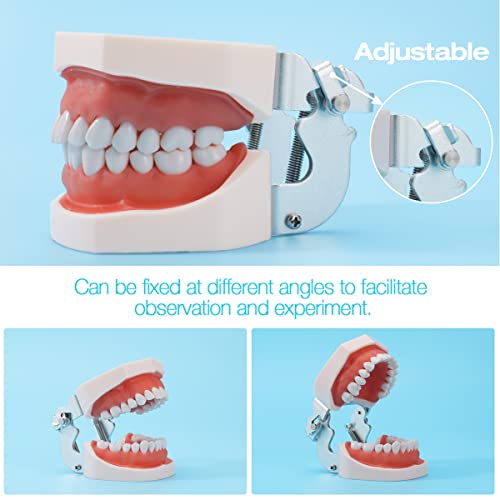 ANNWAH Dental Typodont Teeth Model,Completely Detachable Teeth Model Suitable for Teaching,Practice and Study,Come with a Small Screwdriver