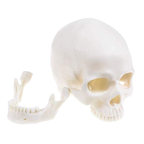 Thuepak Human Bones Skull Anatomy Model Resin Life Size Skeleton Heads Replica for Science Education Gift Decoration Halloween Christmas