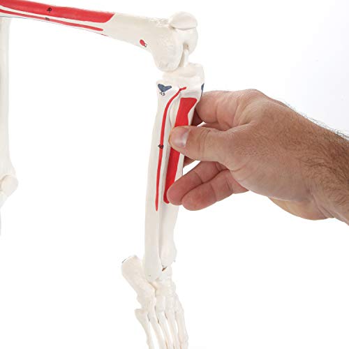 Anatomy Lab Half Life Size Painted and Numbered Human Skeleton Model, 35" Anatomical Replica with Muscle Insertion and Origin Points, Removable Skull Cap & Jaw, Durable Stand for Display and Study