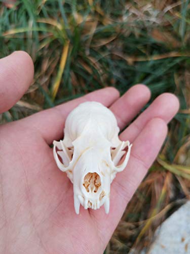 yllxyr.Asahi Weasel Skull Taxidermy Supplies Art Bone Vet Medicine 1:1