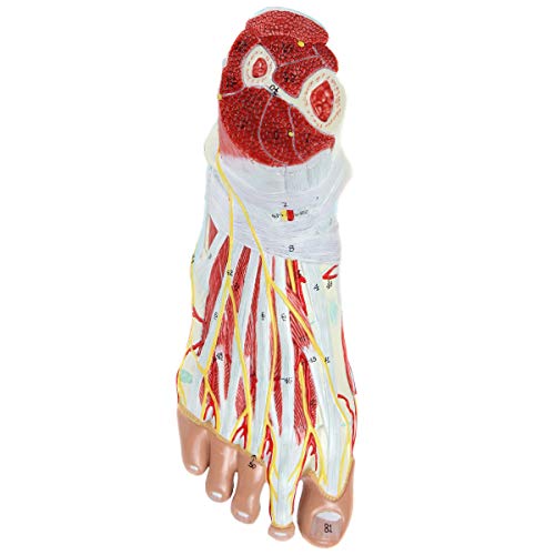 Axis Scientific Anatomy Model of Foot with Muscles, Ligaments, Nerves and Arteries, 9 Removable and Numbered Parts Show Internal Foot Detail and Structure, Study Guide