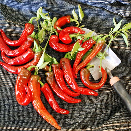 30+ Italian Jimmy Nardello's Sweet 12" Long Pepper Seeds, Heirloom Non-GMO, Prolific, Juicy, Delicious! from USA