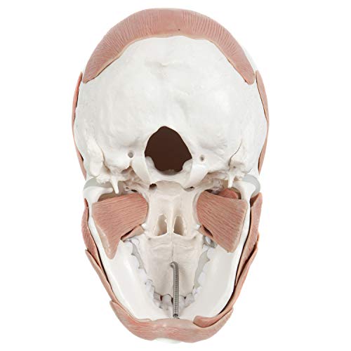 Axis Scientific 3-Part Painted Skull Model with Facial Musculature β Life Size Anatomical Skull Model with 36 Removable Parts