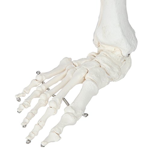 Axis Scientific Human Leg Skeleton Bundle, Life-Size 36" Anatomical Model with All Leg Bones, Removable Hip Joint and Fully Articulated Foot and Detailed Product Manual