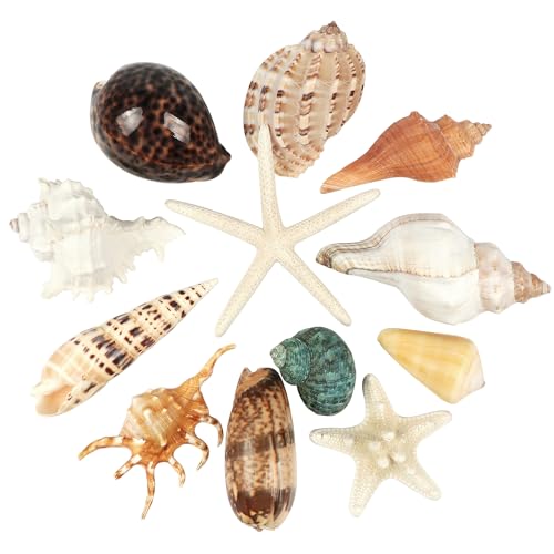 12 PCS Large Seashells Mixed Beach Sea Shells and Ocean Natural Starfish,Natural Colorful Sea Shells Starfish Up to 6.5 Inch, Perfect for Beach Theme Party Home Decor DIY Crafts Fish Tank Decorations
