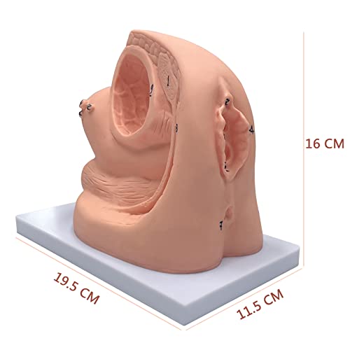 LXT PANDA Catheterization Model, Medical Practice Traning Model, Female Internal and External Catheterization Model- PVC Manikin Teaching Model - for Gynecology Medical Educational Training Aid.