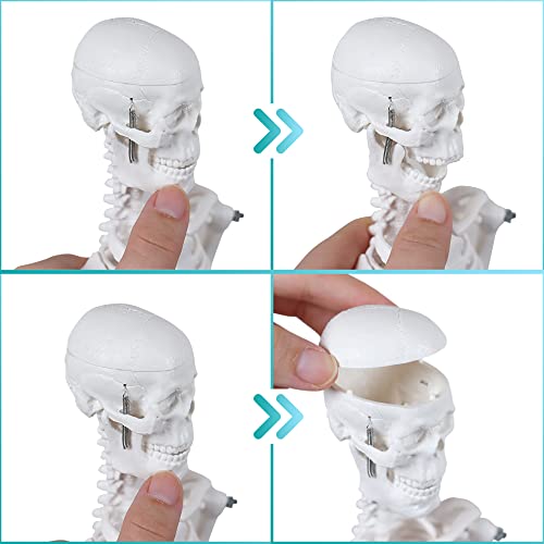 Aliwovo Skeleton Model Anatomy Mini Human Anatomical Skeleton Medical Education Study 17.7"Model with Colorful Manual and Exquisite Packaging