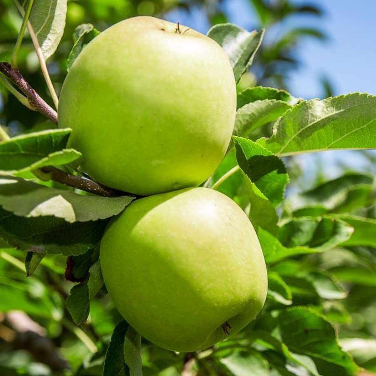 2 Granny Smith Apple Tree 1Ft to 2Ft Live Plant Green Apple Fruit Tree No Ship CA Planting Hardy