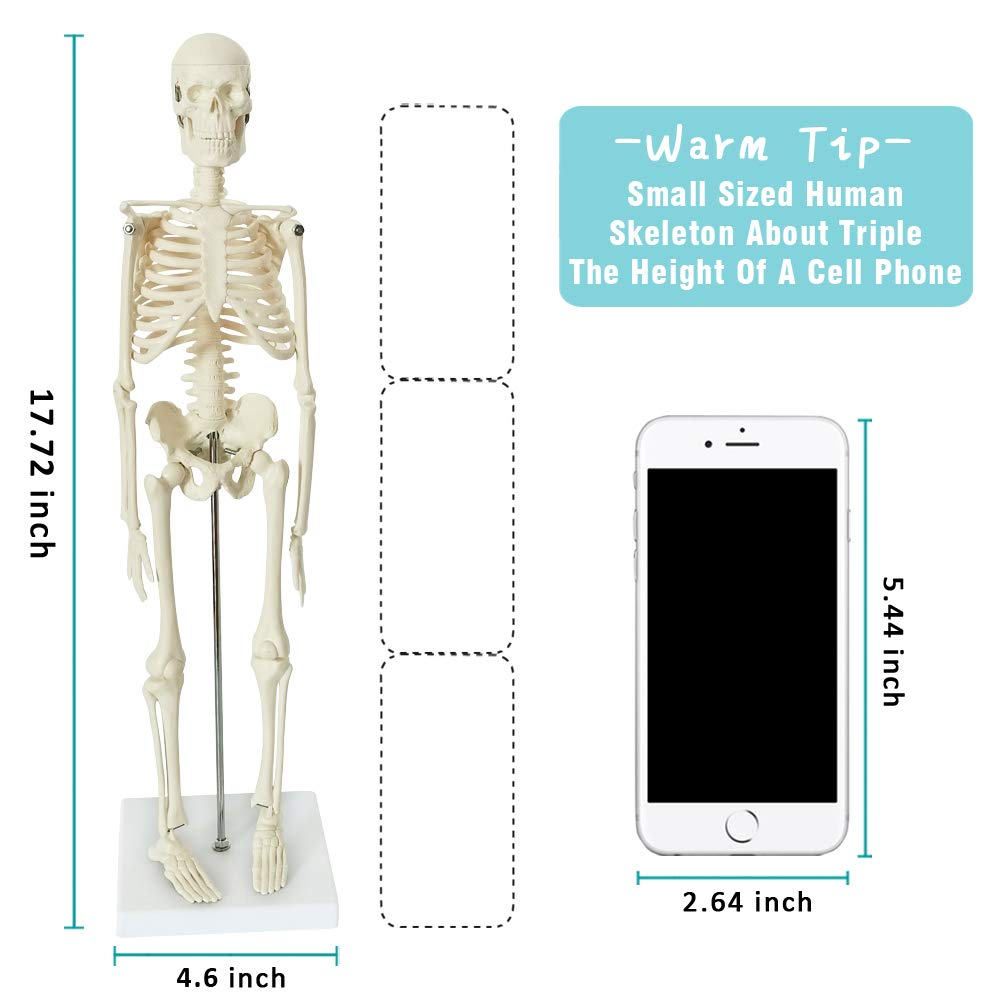 EVOTECH Human Body, Skeleton and Heart Models-Best Anatomy Model Bundle Set of 3 Hands-on 3D Model Study Tools for Medical Student or as Educational Kit for Kids