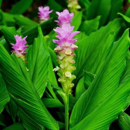 2 rizoma di Curcuma - Curcuma Longa + Regalo 5 semi di Girasole