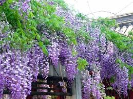 15pcs/lot Purple Chinese Wisteria Vine Seed Garden Potted Flower