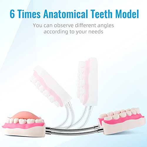 Annhua Large Anatonmical Teeth Model 6 Times Dental Hygiene Teeth Models, Dentist Teaching Oral Care Model with Detachable Tongue and Denture Toothbrush