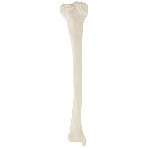 Axis Scientific Tibia Bone Model | Right | Cast from a Real Human Fibula Bone l Lower Leg Bone Model Has Realistic Texture and Important Bony Landmarks | Includes Product Manual