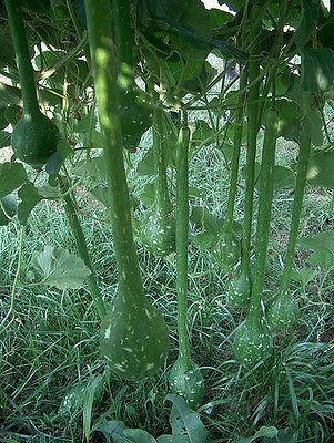 25 Zucca semi Dipper ZUCCHE Lungo manico SEMI