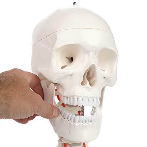 Axis Scientific 3-Part Human Skull Model with Flexible Neck | Life Size Plastic Skull on a Flexible Cervical Spine Molded from a Real Human Skull