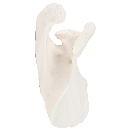 Axis Scientific Shoulder Anatomy Model of Right Scapula Bone | Shoulder Blade Model Details Skeletal Anatomy of Scapula | Scapula Model Shows Bony Landmarks and Anatomical Detail