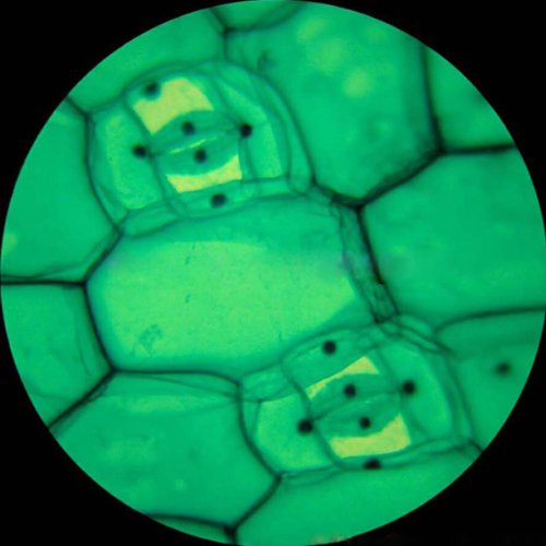 AmScope M158C-2L-PS25 Cordless Compound Monocular Microscope, WF10x and WF25x Eyepieces, 40x-1000x Magnification, Upper and Lower LED Illumination with Rheostat, Brightfield, Single-Lens Condenser, Coaxial Coarse and Fine Focus, Plain Stage, 110V or Batte