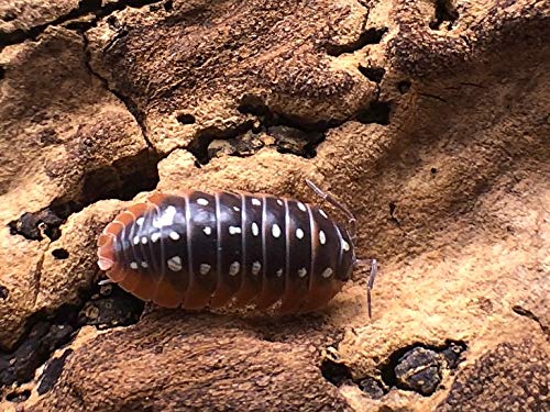 Bugzy Bugs Clown Isopods 10 Count Armadiliidium Klugii Montenegro Roly Poly Insects Cleanup Crew for Terrarium Reptile Pet Food (10 Count)