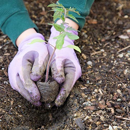 200 Pcs Peat Pellets - 30mm Seeds Plant Starting Plugs, Compressed Nutrient Fertilizer Fiber Soil Block, Plant Pods Bulk for Seedling Transplanting Herb Flower Vegetables