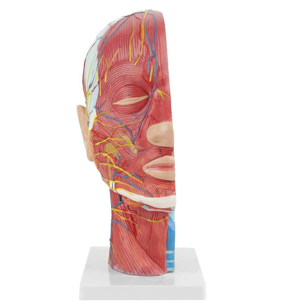 Anatomical Head Model, Anatomical Human Anatomical Half Head and Face Anatomy Medical Brain Neck Median Section Study Model
