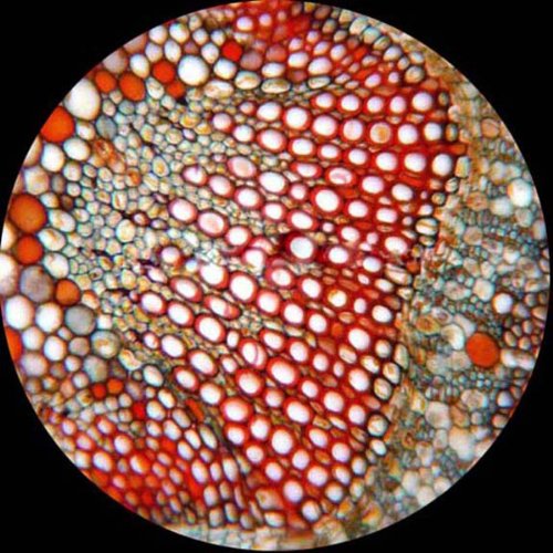 AmScope MU500-CK 5.0 MP USB Microscope Camera with Software and Calibration Kit, Compatible with Windows XP/Vista/7/8/10 and Mac OSX