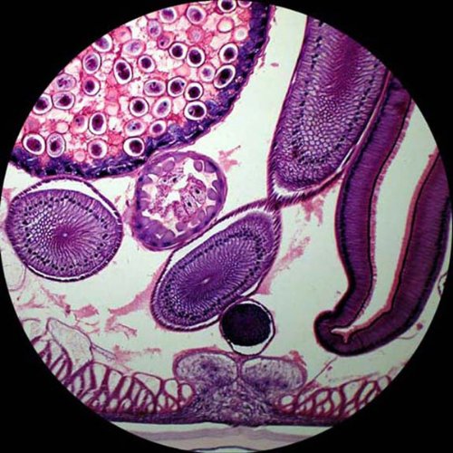 AmScope T340B-DK-LED Siedentopf Trinocular Compound Microscope, 40X-2000X Magnification, Brightfield/Darkfield, WF10x and WF20x Eyepieces, LED Illumination, Abbe Condenser, Double-Layer Mechanical Stage