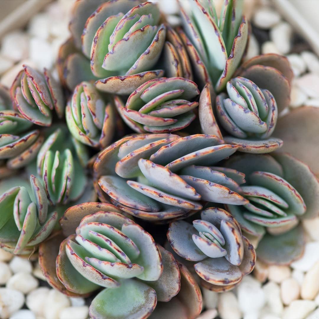 2 Hardy Lavender Kalanchoe Plants Live Succulent Plants Butterfly Bareroots to Grow Indoor 2 Inc