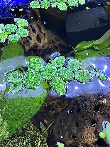 24 Water Spangles (Salvinia Minima), Live Aquarium/Aquatic/Floating/Pond/Beginner Plant NO Snail by TMD Fishkeeping