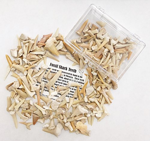 Box of Fossilized Shark Teeth - Fossil Collection - 50+ Teeth!