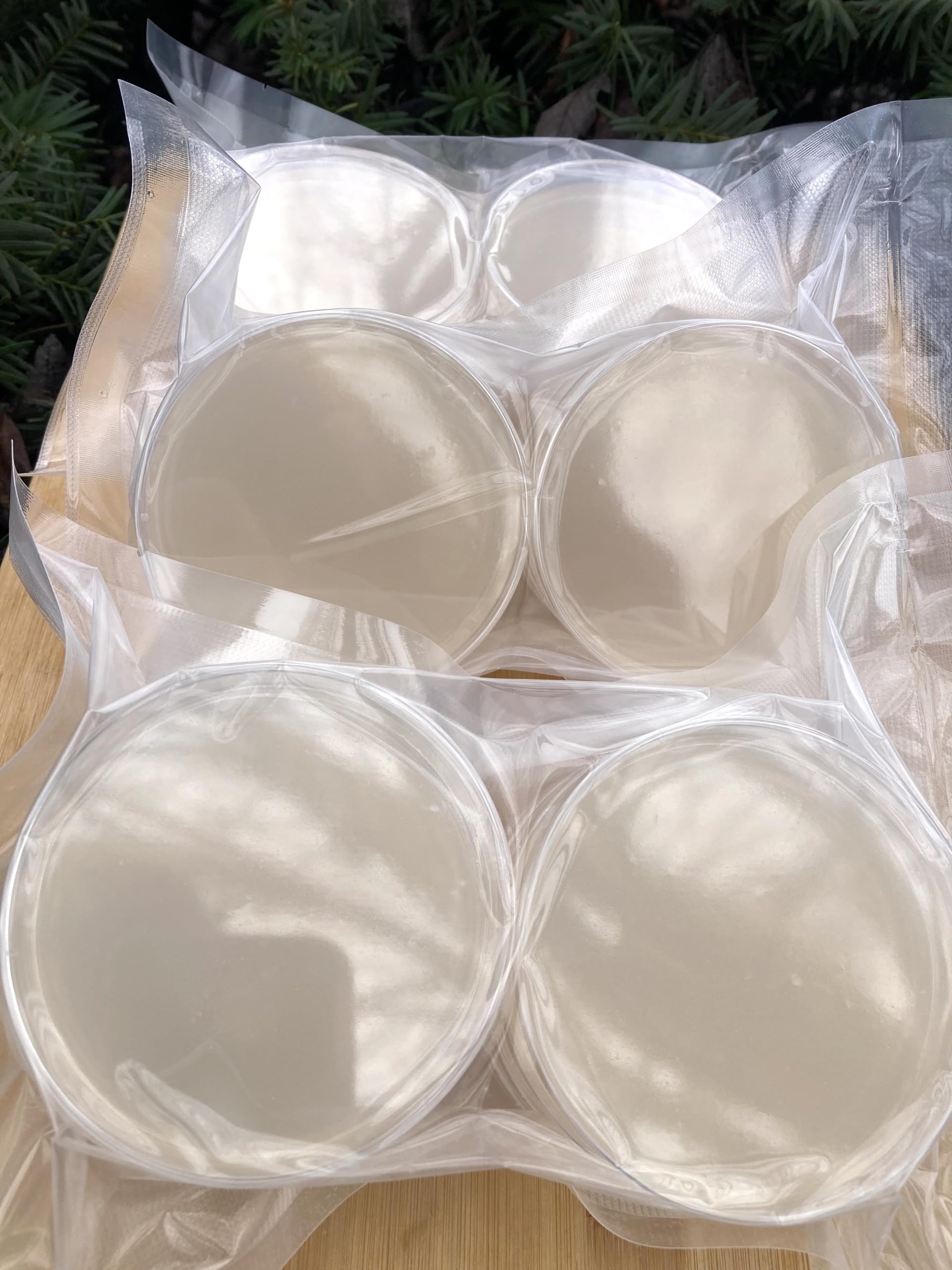 24 Agar Plate Pack - for Mycology and Biology with Malt Extract & Exclusive Galnut Micronutrients