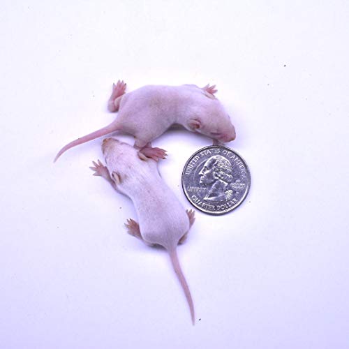 MiceDirect Frozen Small Fuzzie Feeder Mice Food for Juvenile Hognose, Corn & Milk Snakes (20 Count)