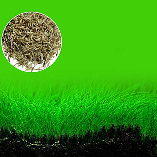 Aquarium Grass Plant Seeds, West Coast Easy Aquatic Live Plant, for Garden Lawn Fish Tank Aquarium Decor