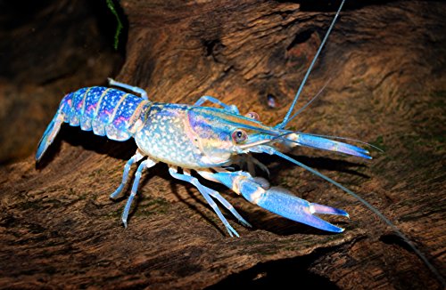 AQUATICBLENDEDFOODS Super Freshwater Shrimp,Snail & Crayfish Food Mix - ABF109 (Veggie & Krill, 4oz)