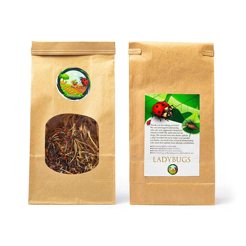 1500 Live Ladybugs - Good Bugs for Garden - Ladybugs - Guaranteed Live Delivery