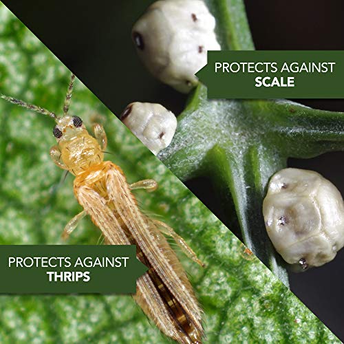 BioAdvanced Plant Food Insect Control Spikes, 10 Spikes