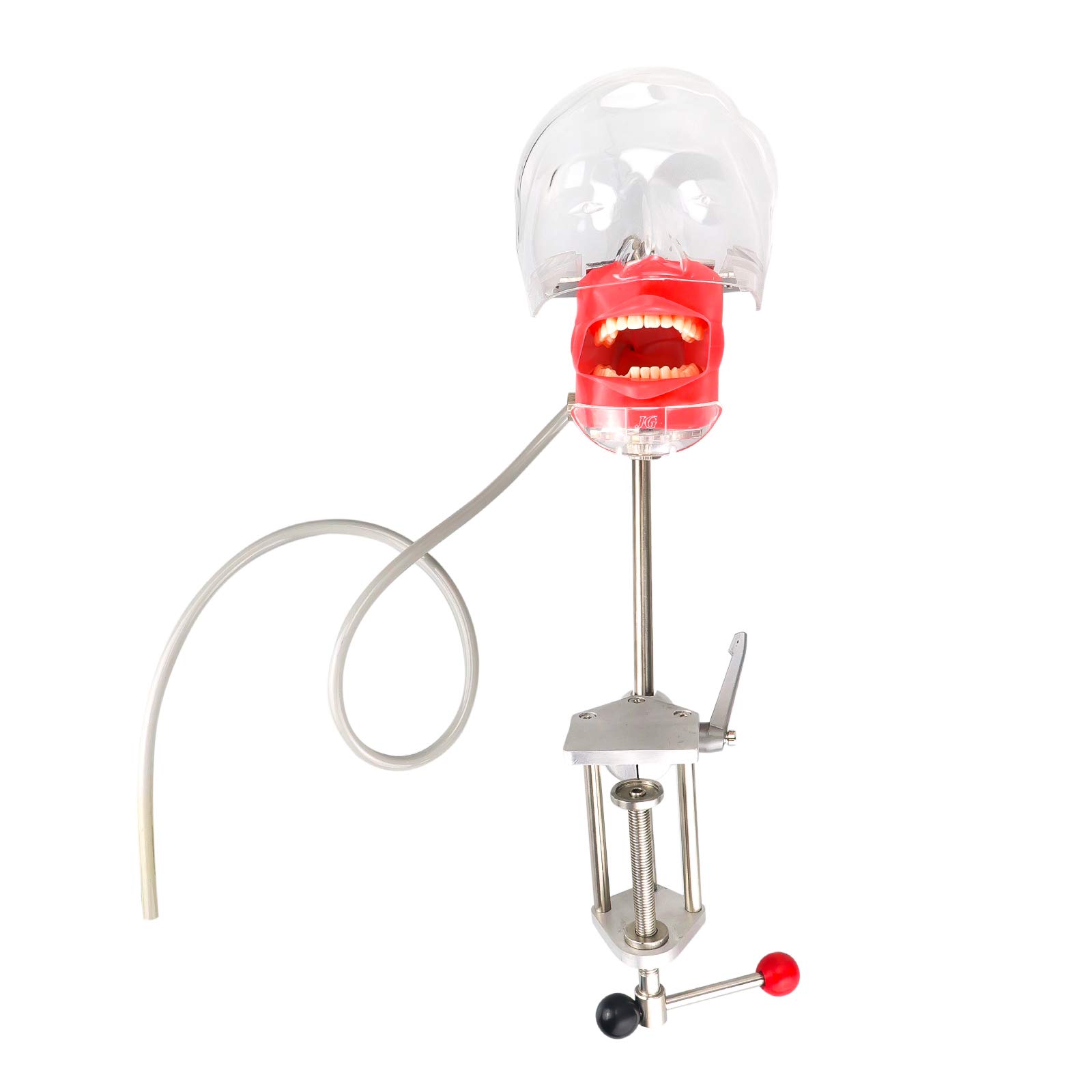Dental Simulator Manikin Phantom Head Teeth Model Training Bench Mount Fix on Desk