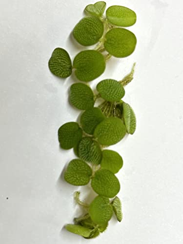 24 Water Spangles (Salvinia Minima), Live Aquarium/Aquatic/Floating/Pond/Beginner Plant NO Snail by TMD Fishkeeping