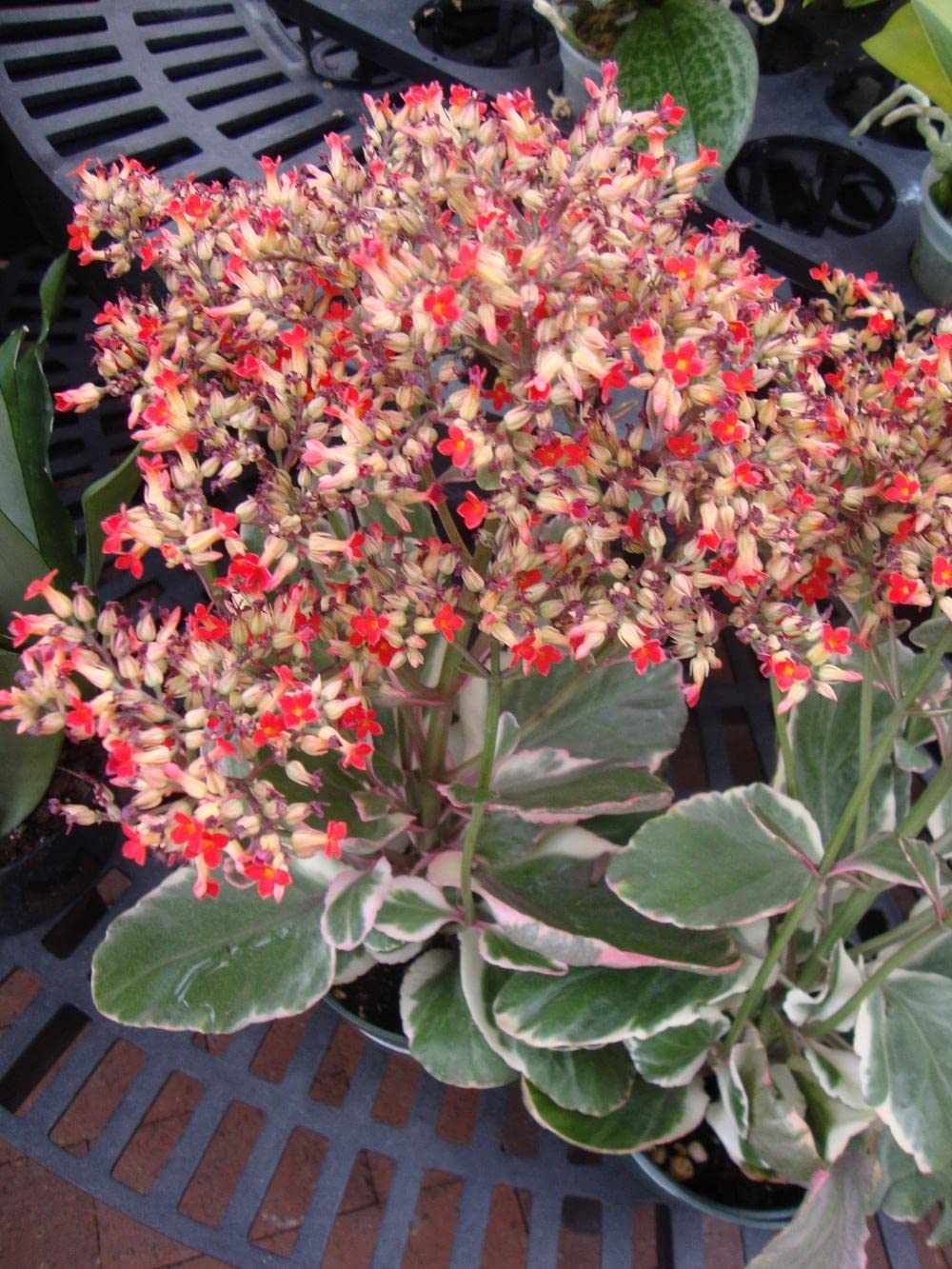 2 Hardy Lavender Kalanchoe Plants Live Succulent Plants Butterfly Bareroots to Grow Indoor 2 Inc