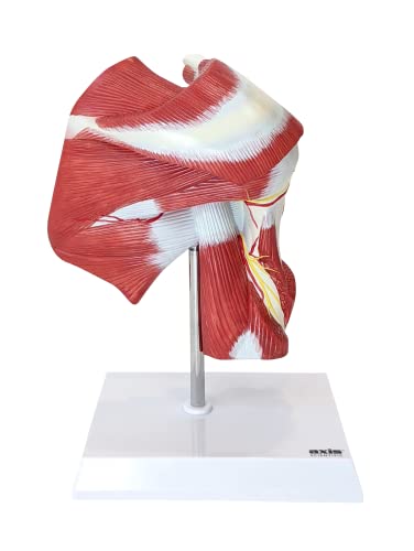 Axis Scientific Muscled Shoulder Joint Model β Shows Complete Shoulder Musculature from Rotator Cuff to Subscapular Muscles β Includes Base, Product Manual